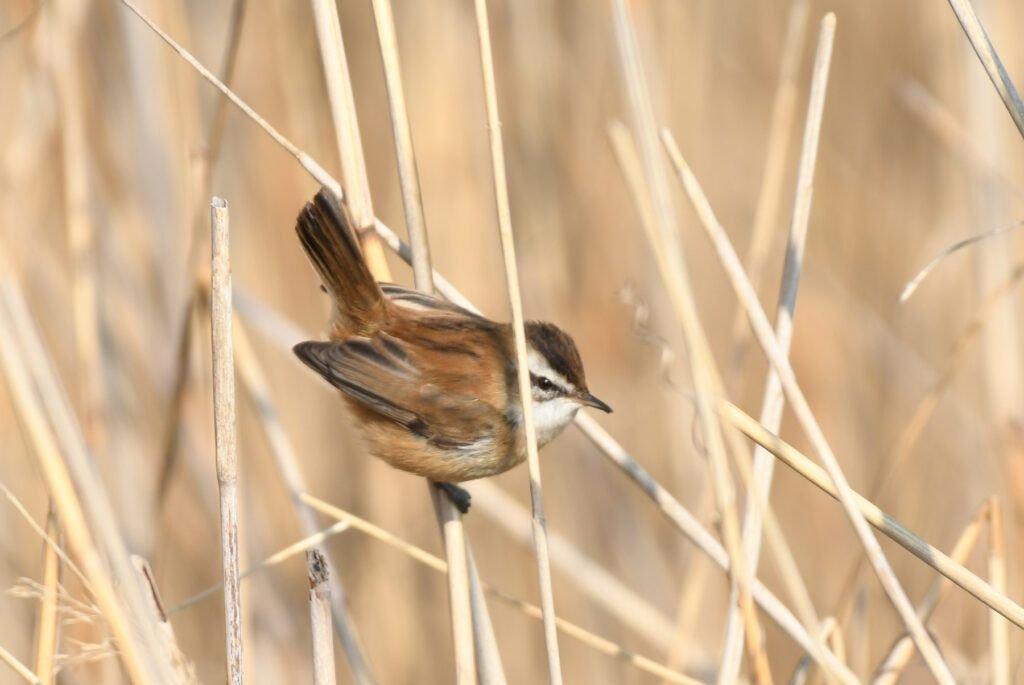 Moustached Warbler: Habitat, Behavior, and Migration Patterns