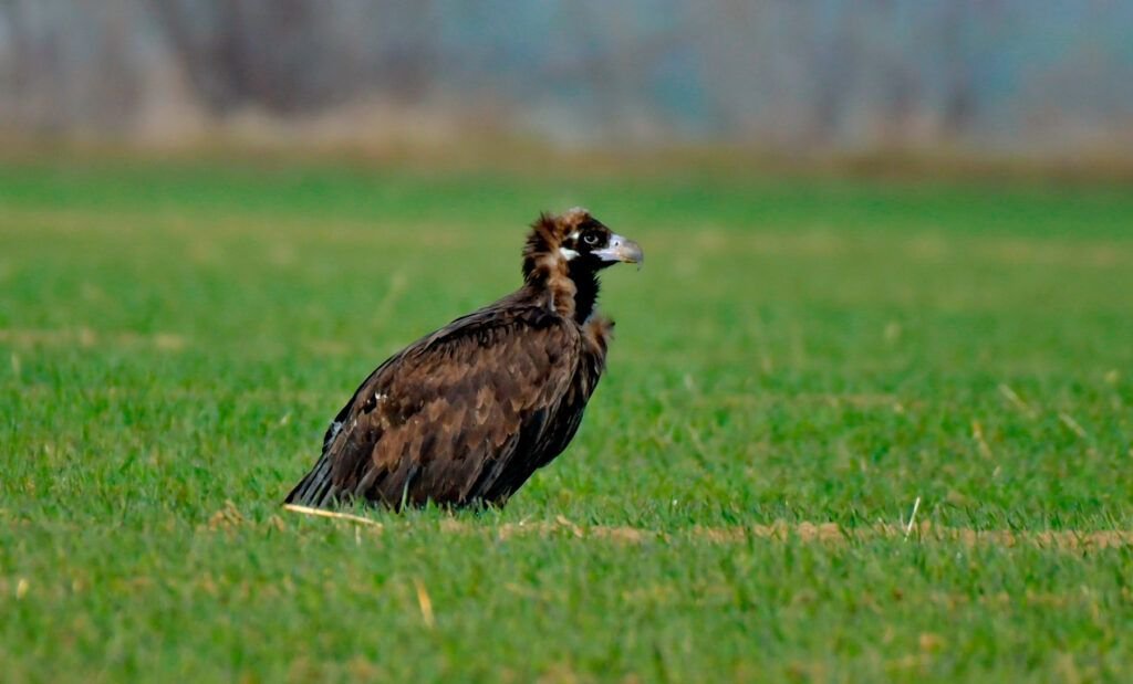 Cinereous Vulture: Largest Old World Vulture Facts