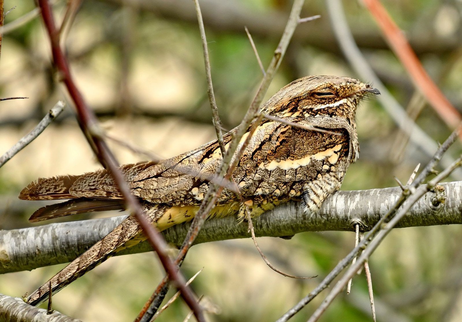 Discover the Enigmatic European Nightjar: Habits & Habitat