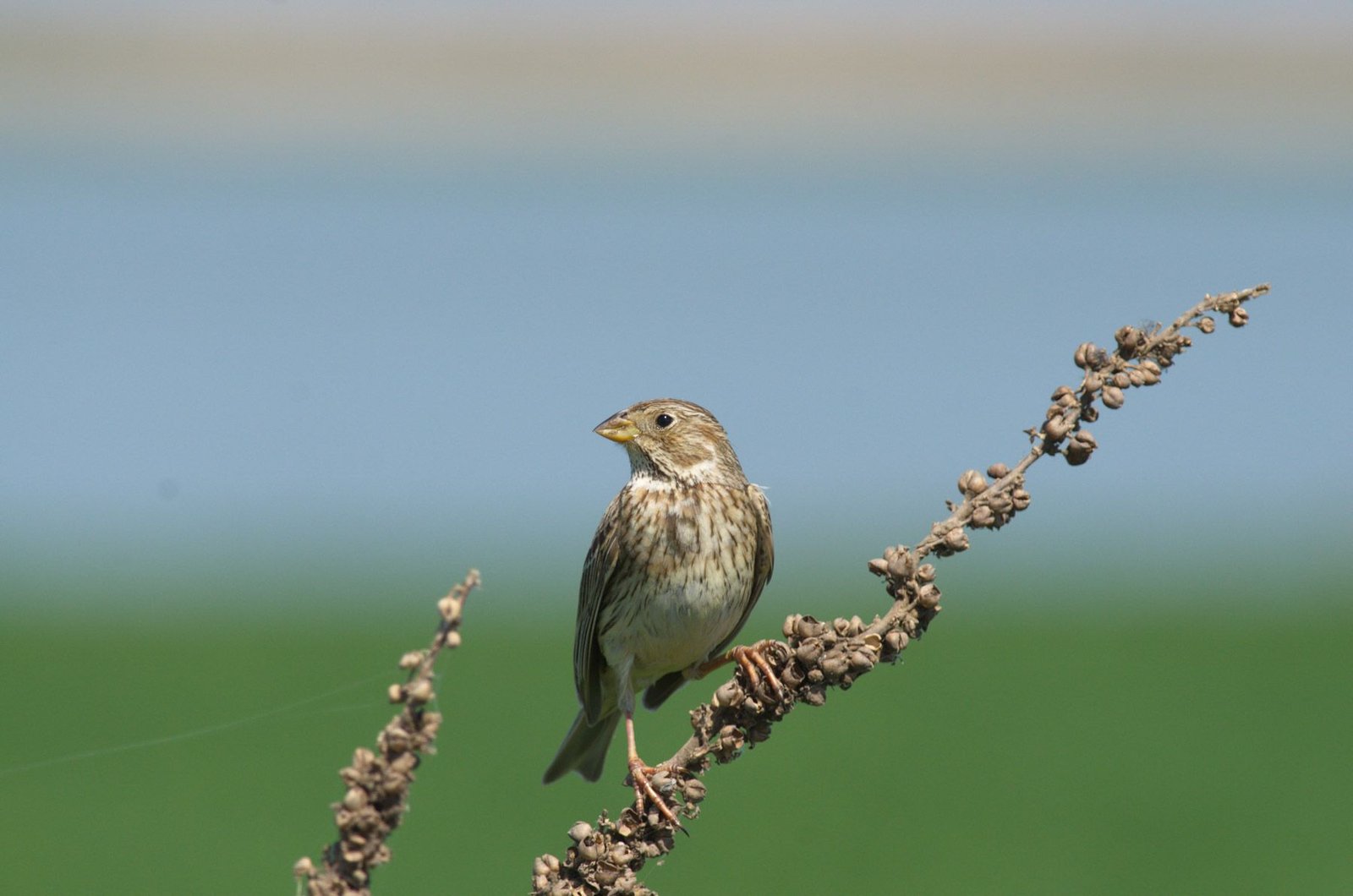Presura sură: caracteristici și habitat în România
