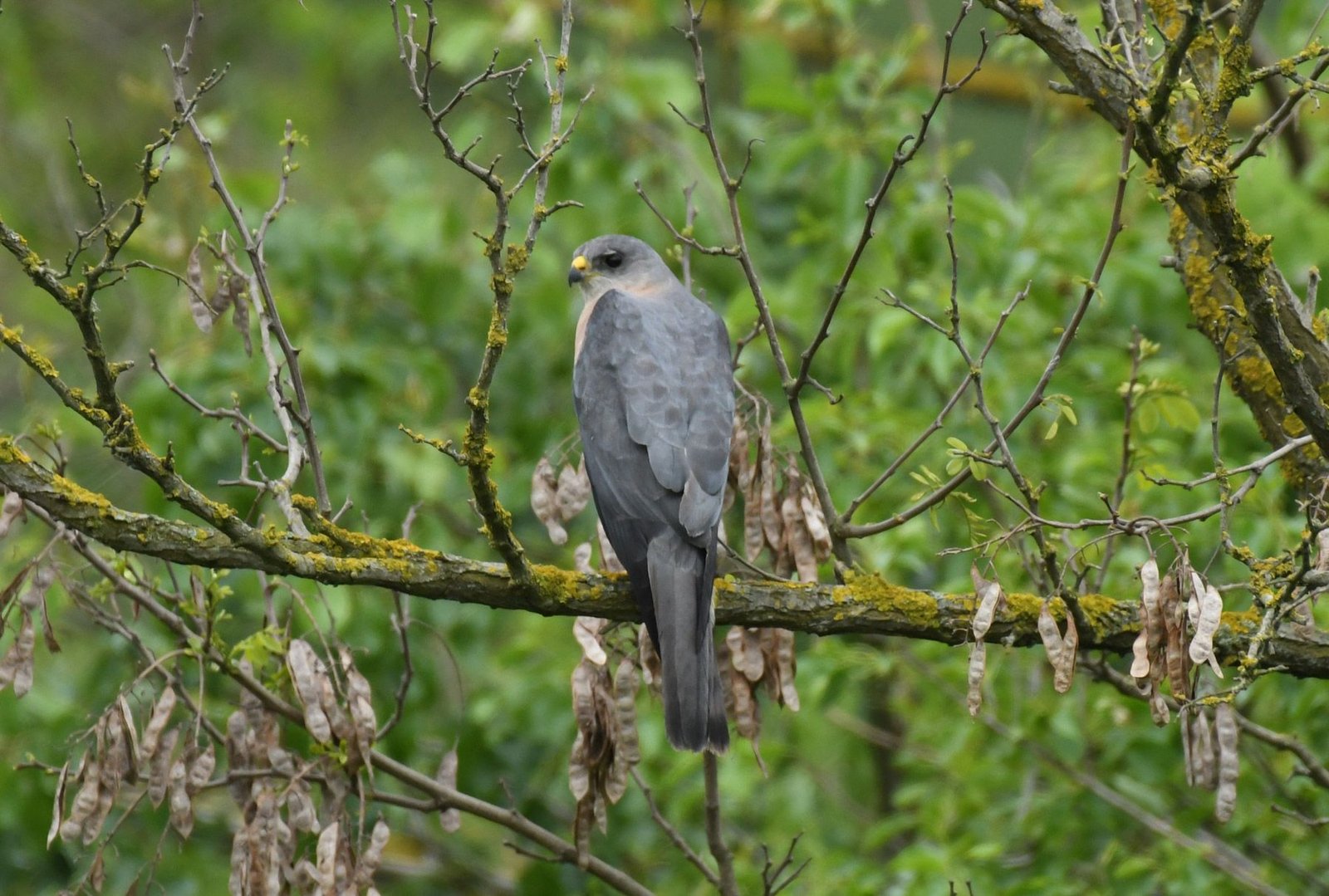 Discover the Majestic Northern Goshawk: True Forest Hawk