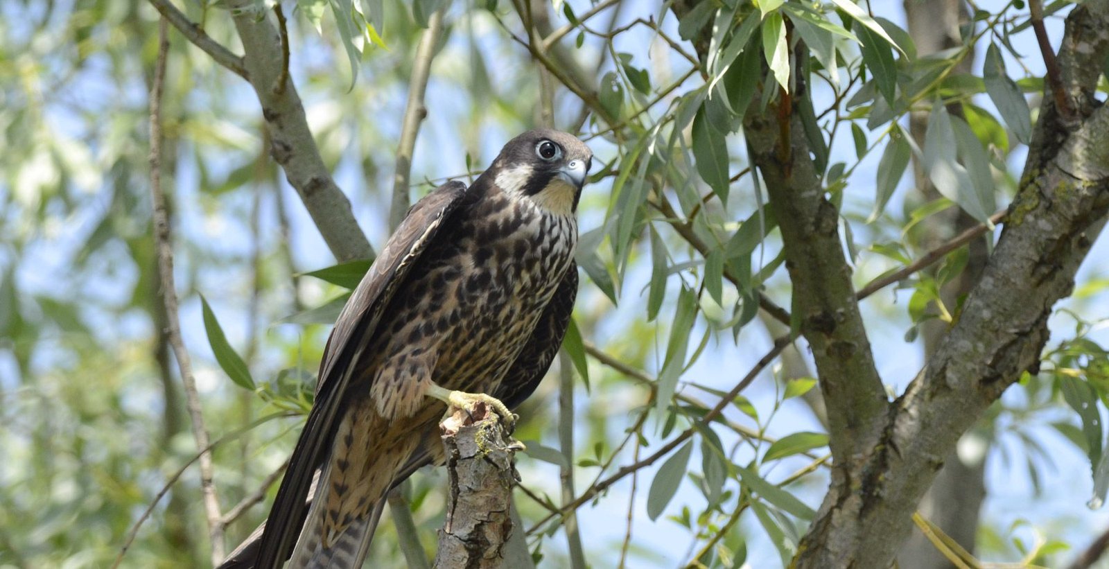 Discover Eleonora's Falcon: Mediterranean's Aerial Hunter