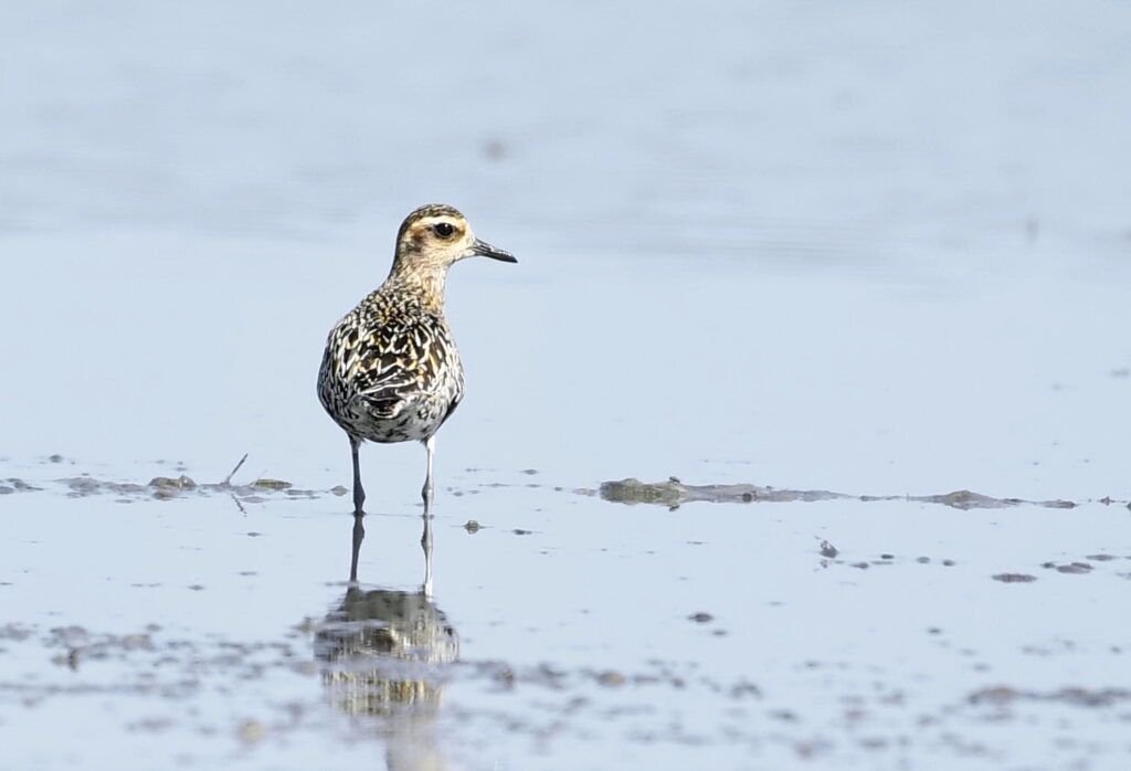 Pacific Golden Plover: Migratory Marvel & Rain Watcher
