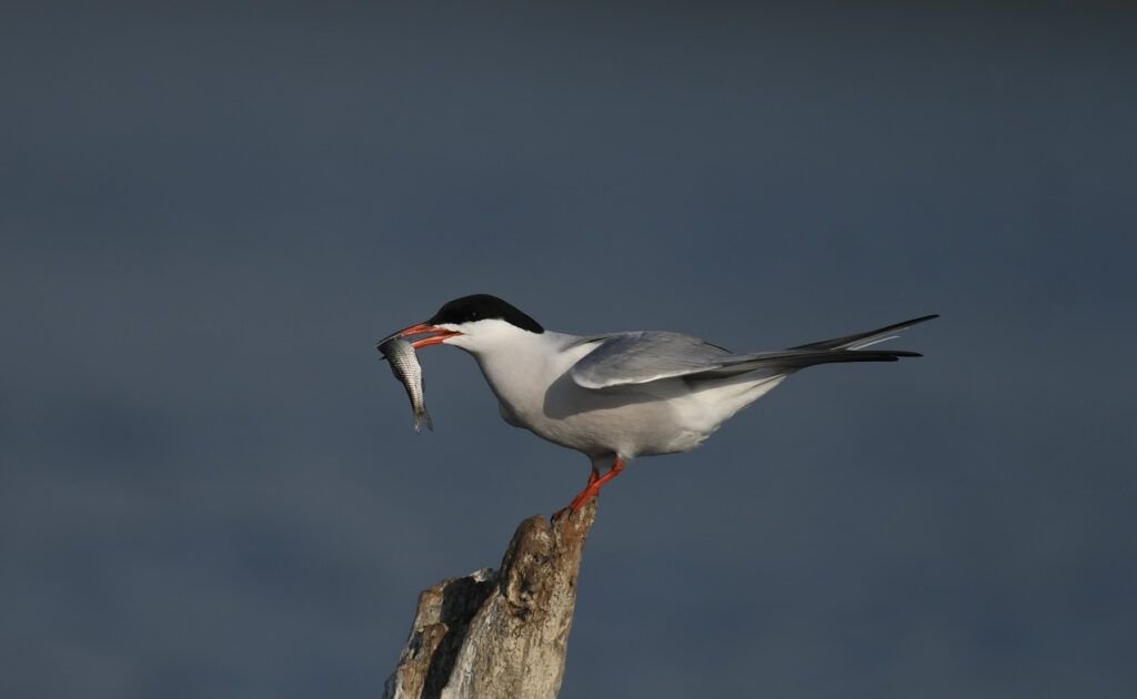 Explore the Fascinating Life of the Common Tern Seabird
